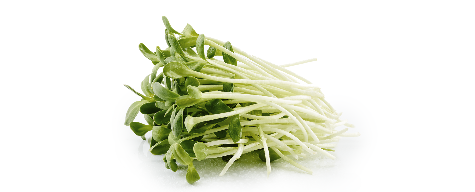 Universal Living Sprouts. Universal Living Sprouts